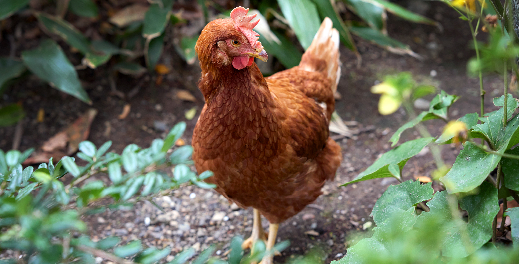 二幸食鳥の鳥刺し - 二幸食鳥グループ｜鹿児島が誇る鳥刺し文化を全国へ